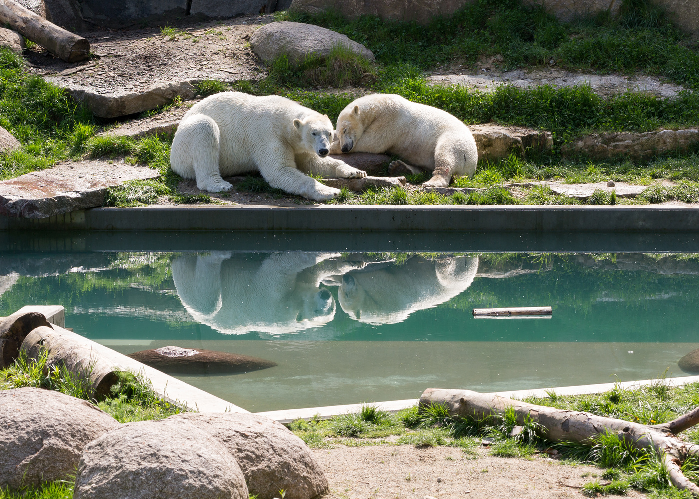 Zoos y parques de animales en Europa: una aventura cautivadora para ...